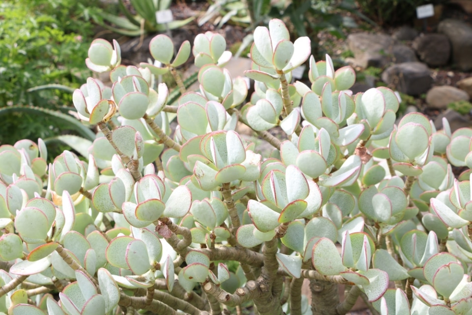 Geldbaum, Crassula ovata/argentea - Pflege des Pfennigbaums ...