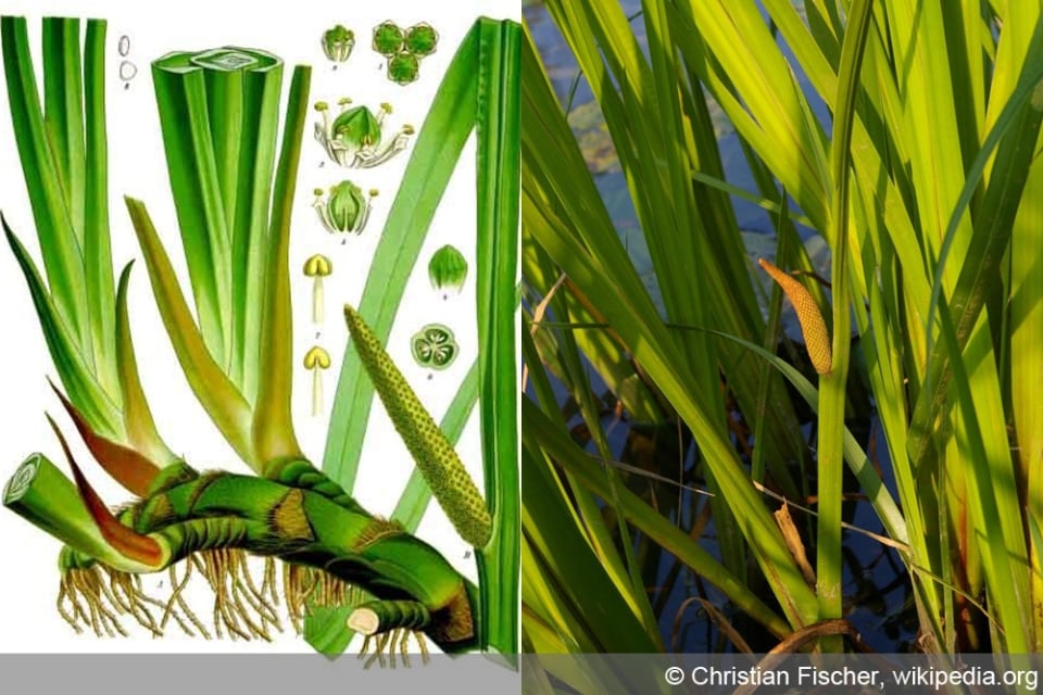 Kalmus-Pflanze, Acorus calamus - Anbau, Pflege und Verwendung ...