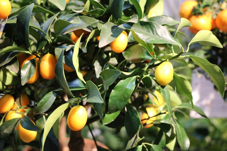 Calamondin Citrus Mitis