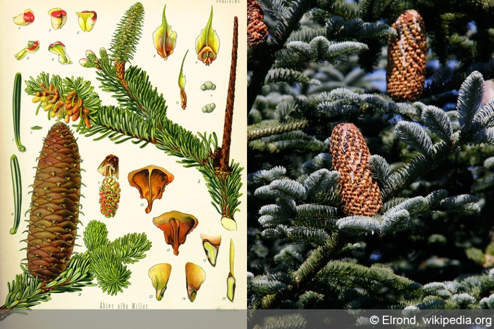 Edel-Tanne, Abies procera, Nobilis-Tanne - Pflege-Anleitung ...