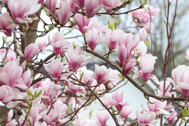 Magnolienbaum - Pflanzen und Pflege-Anleitung - Hausgarten.net
