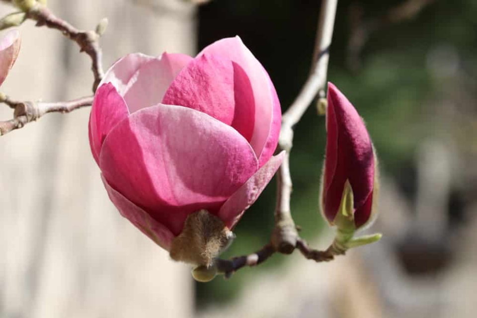 Magnolienbaum - Pflanzen und Pflege-Anleitung - Hausgarten.net