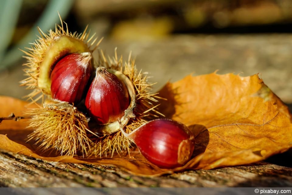 Maronenbaum, Esskastanienbaum - Pflege-Anleitung - Hausgarten.net