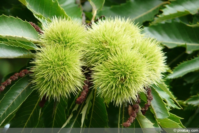 Maronenbaum, Esskastanienbaum - Pflege-Anleitung - Hausgarten.net