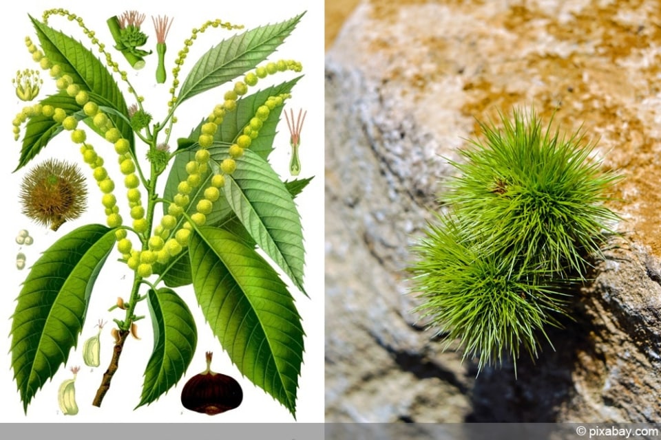 Maronenbaum, Esskastanienbaum - Pflege-Anleitung - Hausgarten.net