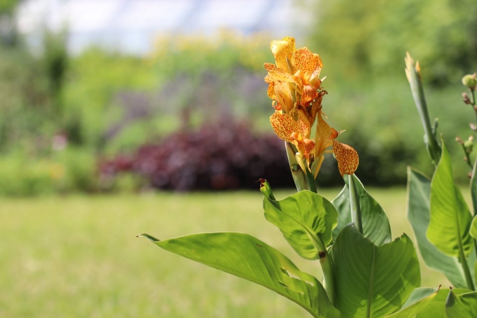 Indisches Blumenrohr Im Topf