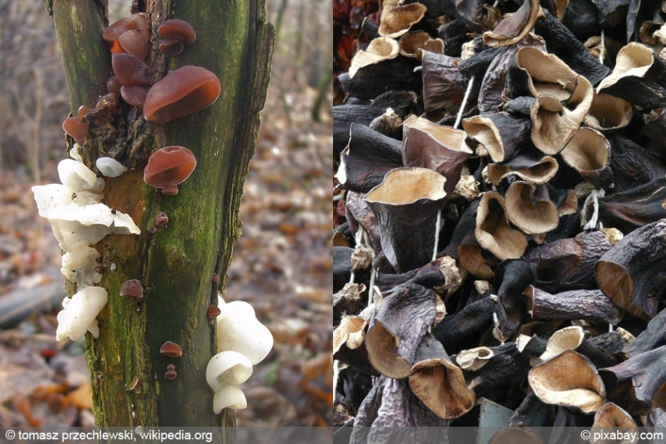 Beliebte Waldpilze - Essbare Pilze erkennen + Fotos - Hausgarten.net