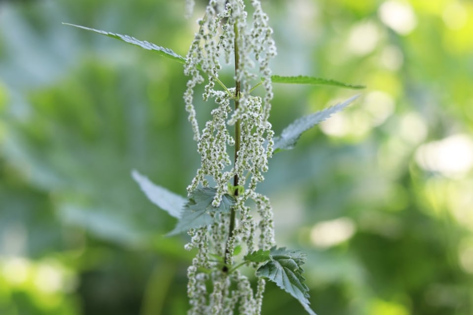 Brennesselsamen sammeln - alles über Ernte, Trocknen und Wirkung ...