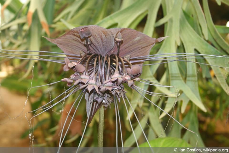 Fledermausblume, Tacca chantrieri - Anzucht und Pflege - Hausgarten.net