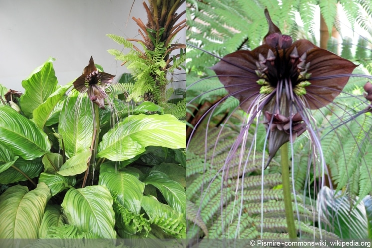 Fledermausblume, Tacca chantrieri - Anzucht und Pflege - Hausgarten.net