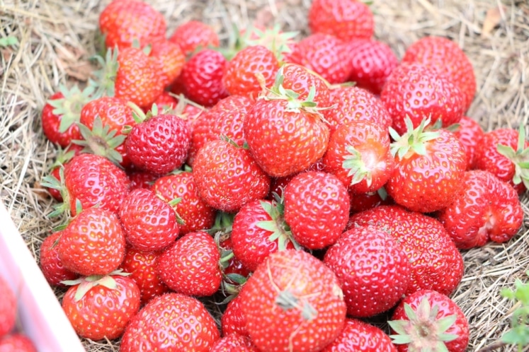 Das beste Substrat für Erdbeeren - welche Erde verwenden? - Hausgarten.net