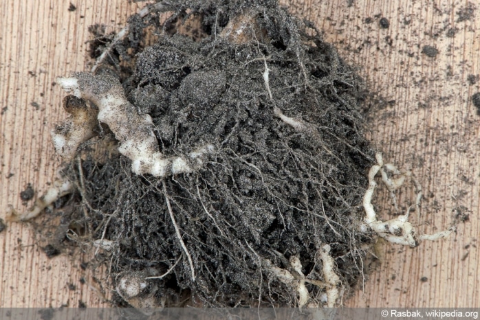 Kohlhernie vorbeugen und biologisch bekämpfen - das hilft - Hausgarten.net