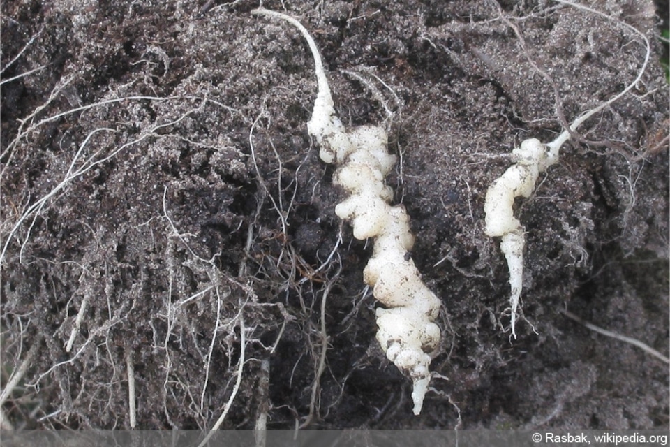 Kohlhernie vorbeugen und biologisch bekämpfen - das hilft - Hausgarten.net