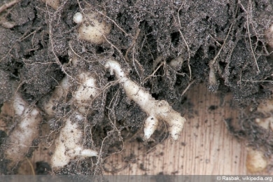 Kohlhernie vorbeugen und biologisch bekämpfen - das hilft - Hausgarten.net