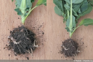 Kohlhernie vorbeugen und biologisch bekämpfen - das hilft - Hausgarten.net