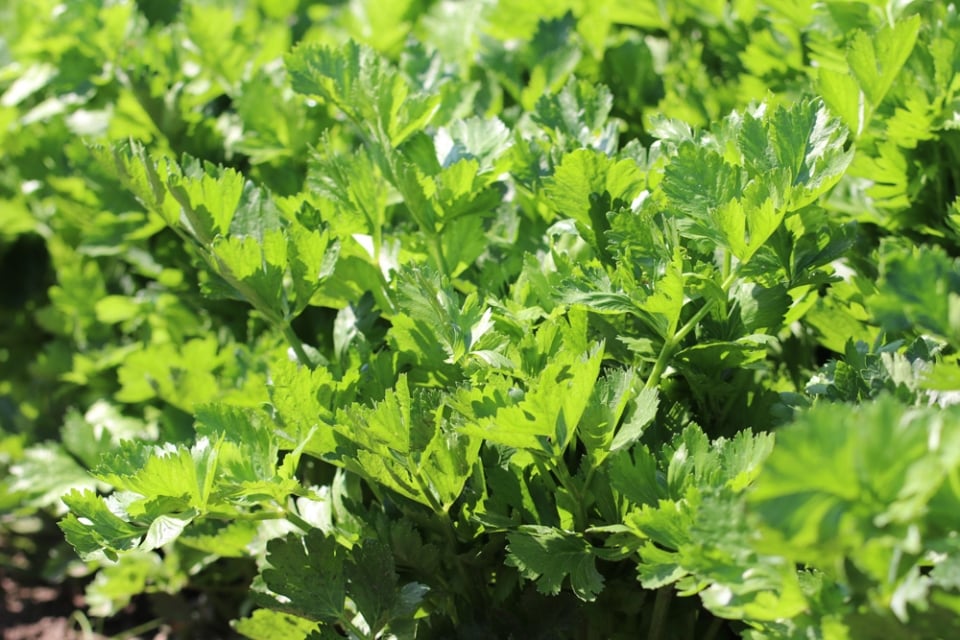 Stangensellerie anbauen - Aussaat, Pflege und Ernte von Sellerie ...