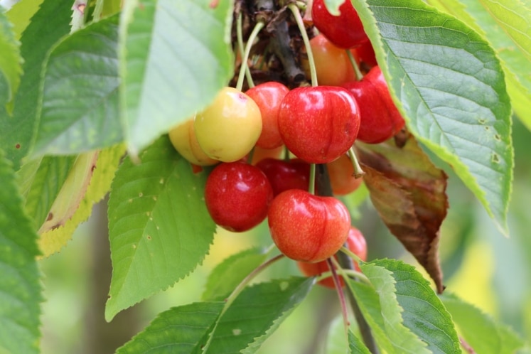 Zwergobstbaum: Anbau von Zwergobst im Garten - Hausgarten.net