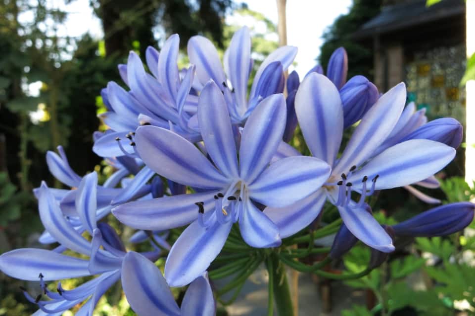 Agapanthus Bluht Nicht