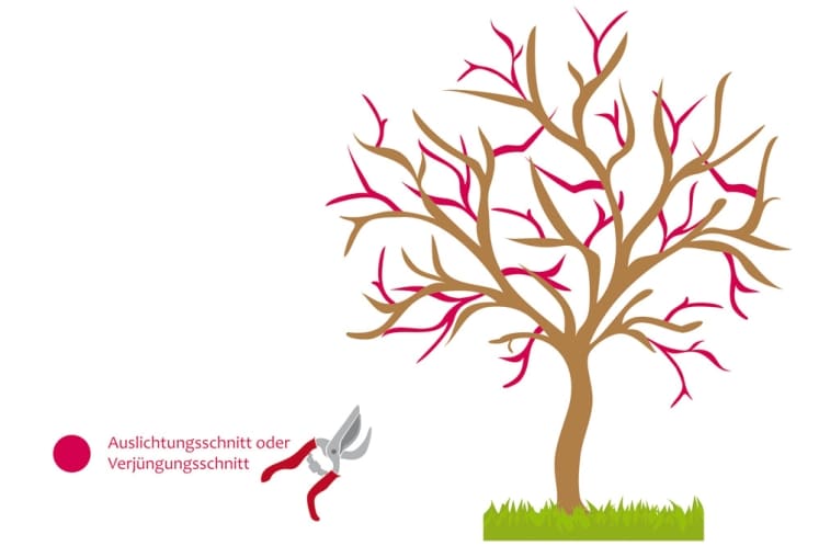 Obstbaumschnitt - Grundlagen zum Schneiden von Obstbäumen - Hausgarten.net