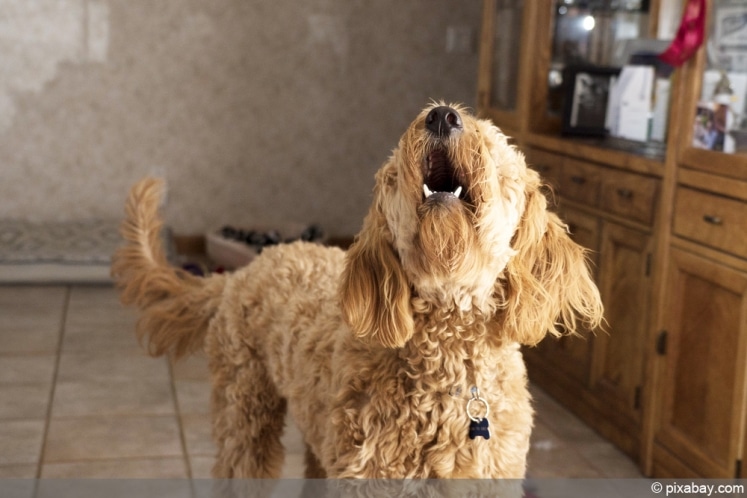 Hundegebell: ab wann ist es Ruhestörung? - Infos und Urteile ...