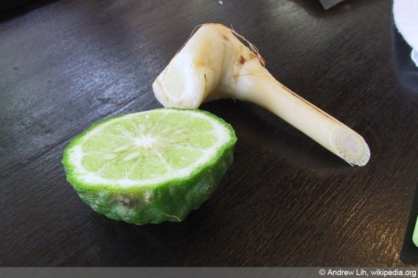 Kaffernlimette, Kaffir-Limette, Citrus hystrix - Pflege-Anleitung ...