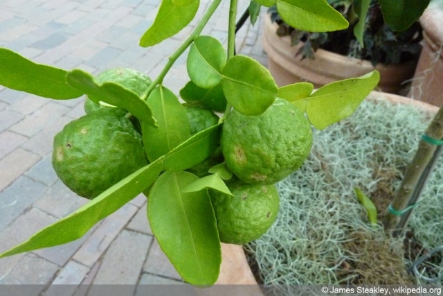 Kaffernlimette, Kaffir-Limette, Citrus hystrix - Pflege-Anleitung ...
