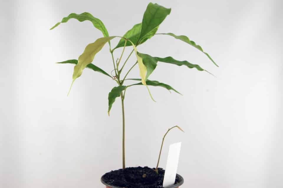 Litschibaum als Zimmerpflanze richtig pflegen und überwintern ...