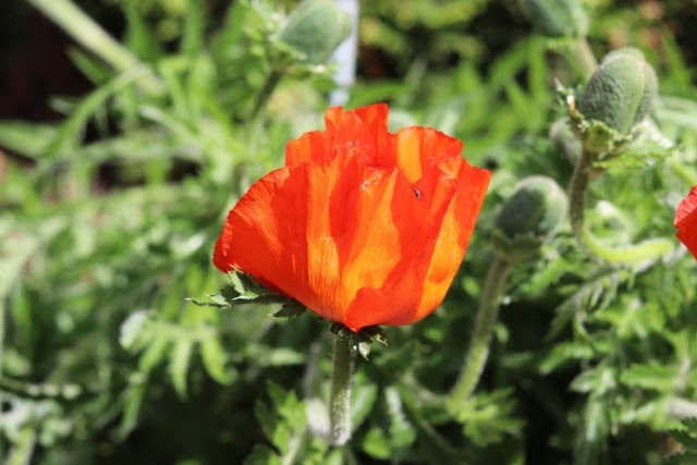 Türkischer Mohn: ist er winterhart? Infos zum Überwintern - Hausgarten.net