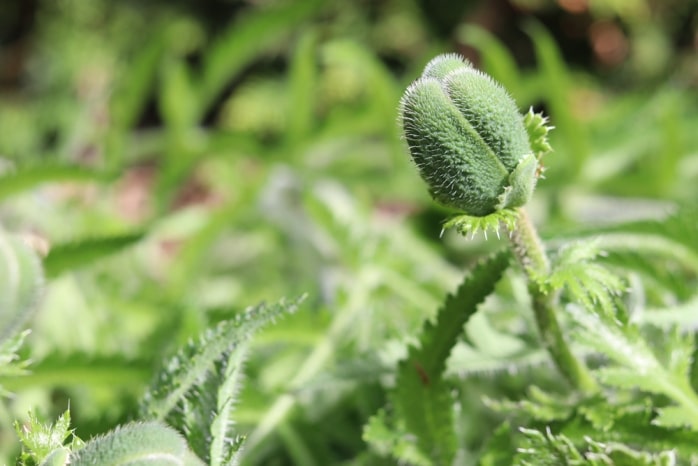 Türkischer Mohn: ist er winterhart? Infos zum Überwintern - Hausgarten.net