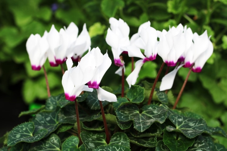 Blumenarten von A-Z: das Lexikon mit 50 Blumensorten - Hausgarten.net