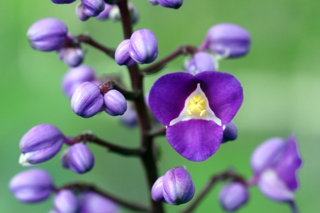 Blauer Ingwer, Dichorisandra thyrsiflora - Pflege - Hausgarten.net