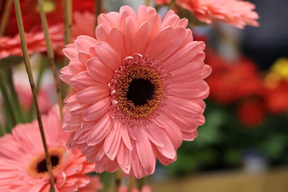 Blumenarten von A-Z: das Lexikon mit 50 Blumensorten - Hausgarten.net