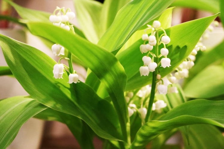Blumenarten von A-Z: das Lexikon mit 50 Blumensorten - Hausgarten.net