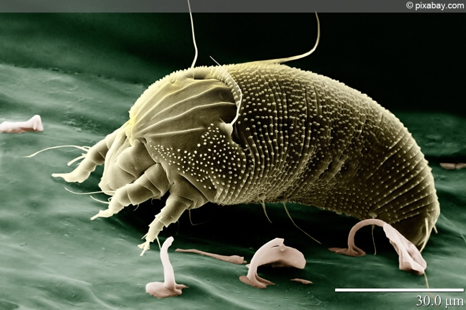 Raubmilben gegen Spinnmilben - Anwendung - Infos zum Züchten ...