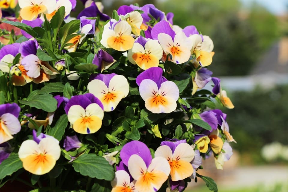 Blumenarten von A-Z: das Lexikon mit 50 Blumensorten - Hausgarten.net