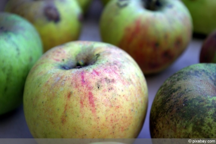 Apfel 'Schöner aus Boskoop' - Roter Winterapfel - Pflege und Erntezeit ...