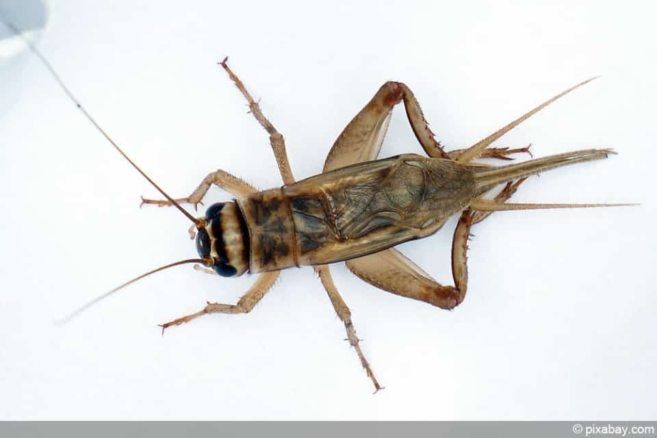 Heimchen in der Wohnung loswerden: 5 Hausmittel gegen Grillen ...