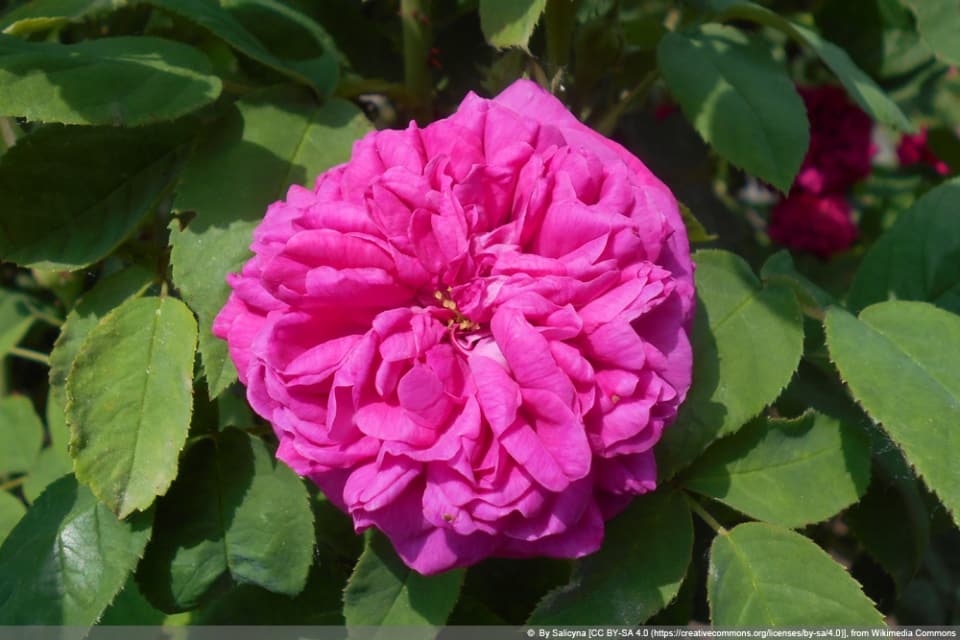 Rose de Resht - Standort, Pflege und Schneiden - Gärtner-Erfahrungen ...