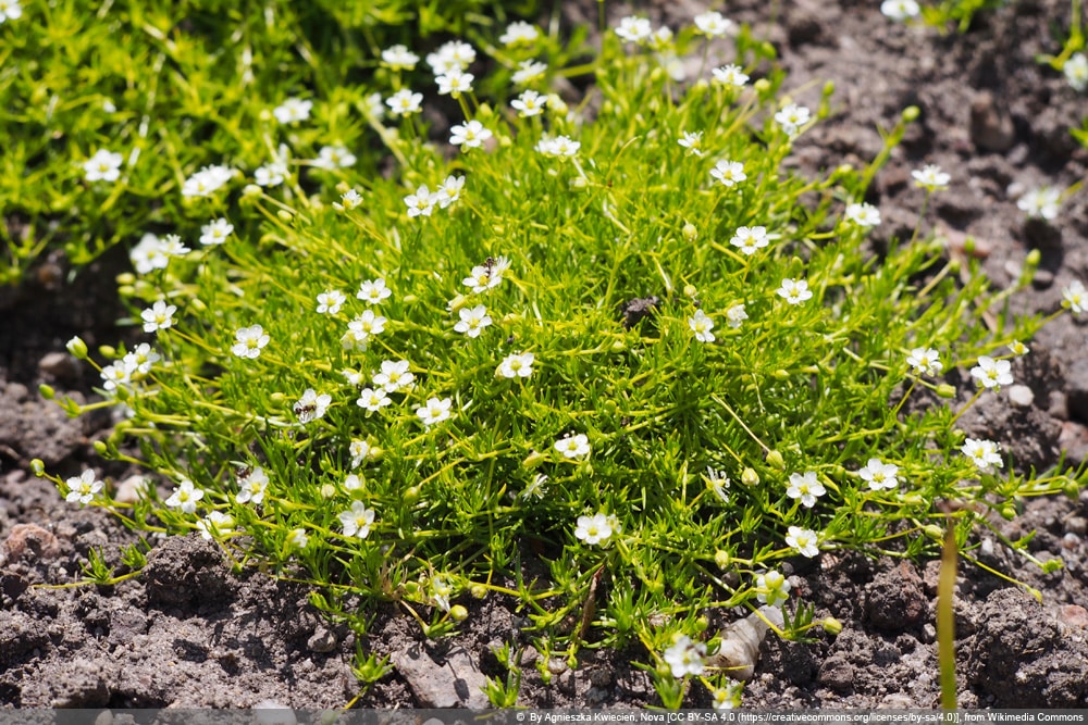 Sternmoos, Sagina subulata - Pflege - Hausgarten.net
