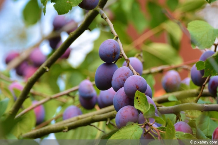 Zwetschgenbaum von A-Z: Pflanzen, Pflege und Schneiden - Hausgarten.net