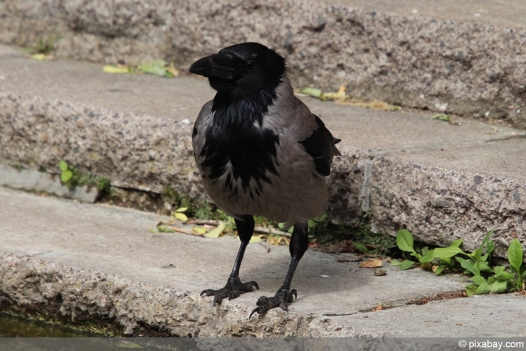 Krähen vertreiben: 11 Tipps, die helfen um Raben zu verscheuchen ...
