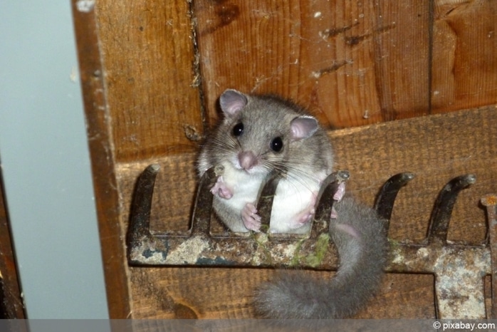 Siebenschläfer Im Haus
