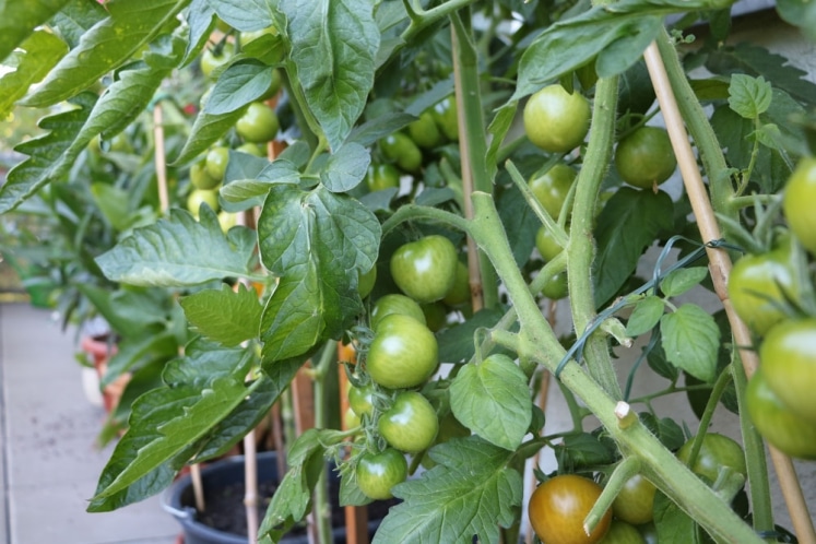 Strauchtomaten: Infos zum Anbau der Pflanzen, Pflege und Größe ...