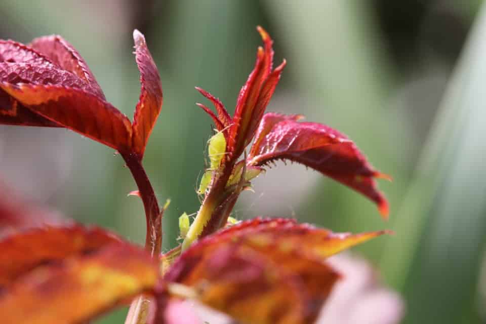 Blattlaus-Steckbrief: Größe, Nahrung, Bekämpfung - Hausgarten.net