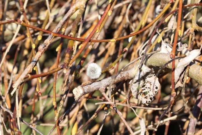 Zwergweide, Salix arbuscula - Pflege der Bäumchen-Weide - Hausgarten.net
