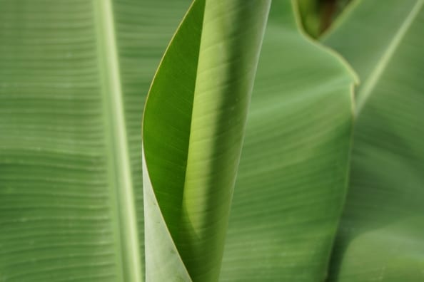 Bananenpalme - 33 Tipps zur Pflege und zum Überwintern - Hausgarten.net