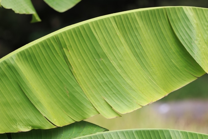 Bananenpalme - 33 Tipps zur Pflege und zum Überwintern - Hausgarten.net