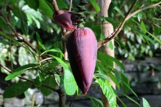 Bananenpalme - 33 Tipps zur Pflege und zum Überwintern - Hausgarten.net