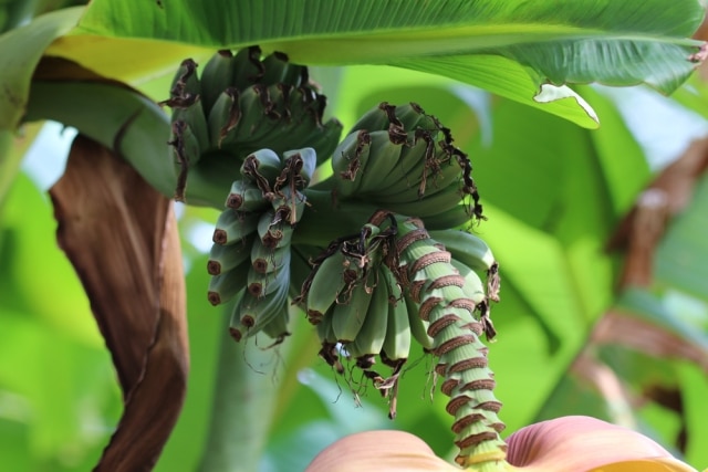 Bananenpalme - 33 Tipps zur Pflege und zum Überwintern - Hausgarten.net