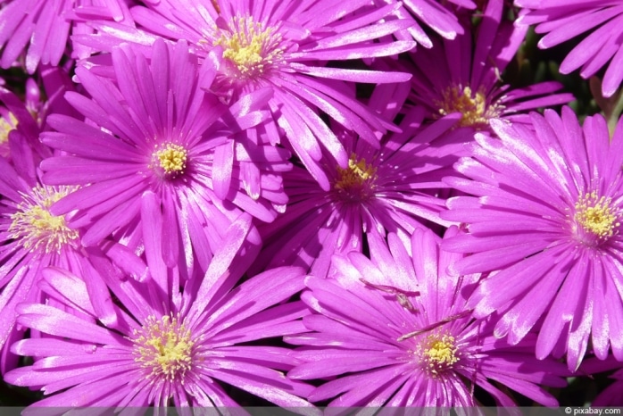 Eisblumen - Pflege der Begonienart | Winterharte Mittagsblumen ...